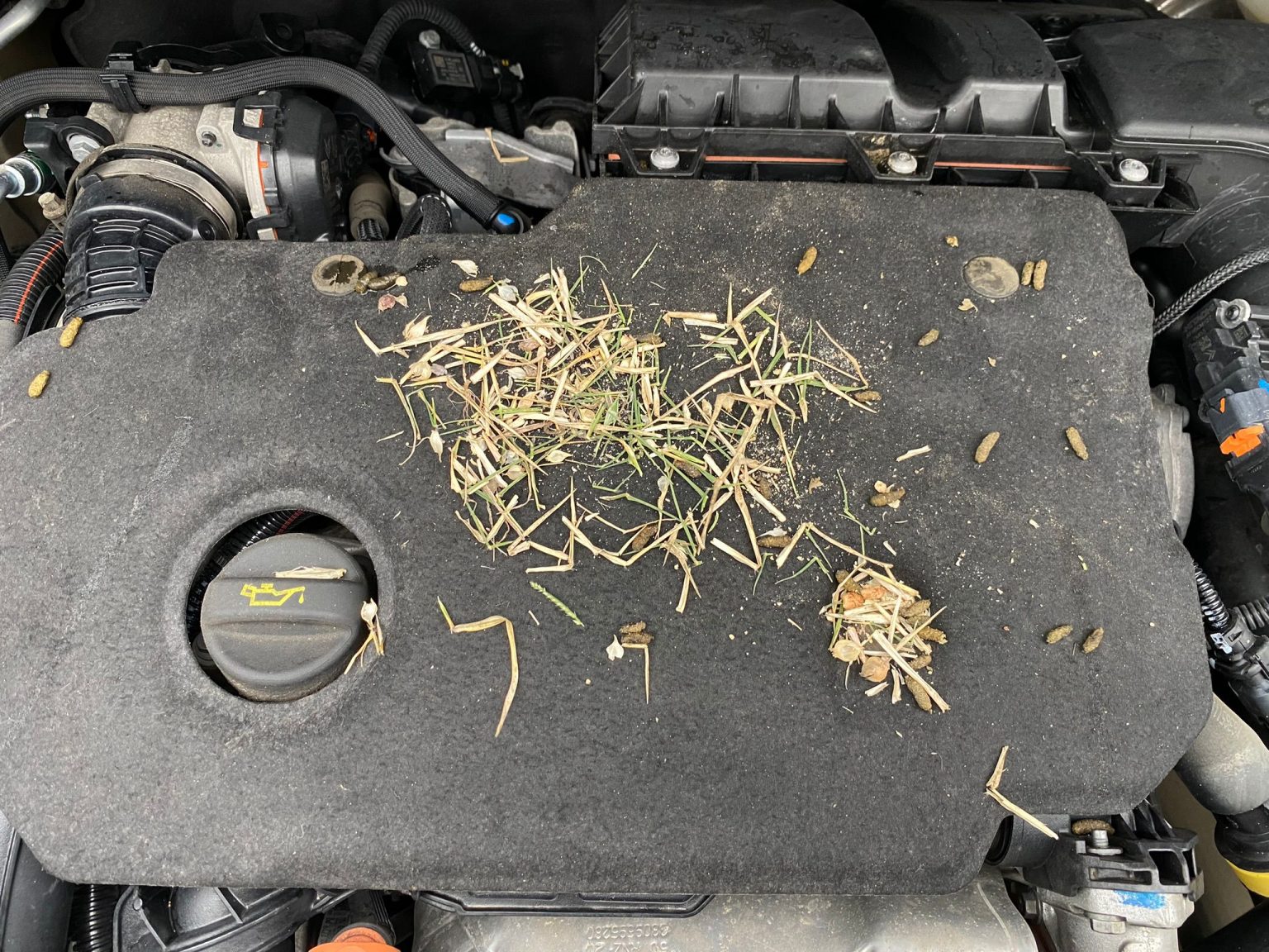 Wirksame Mittel und Schutz gegen Ratten und Mäuse im Motorraum deines ...